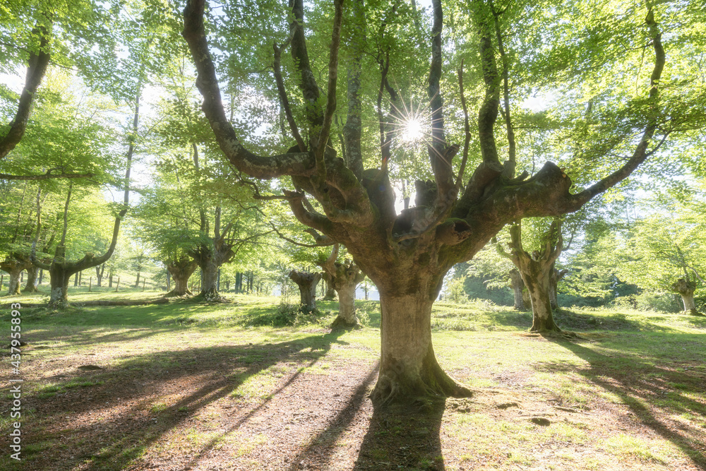 A magical fairytale forest. Deciduous forest covered with green moss ...
