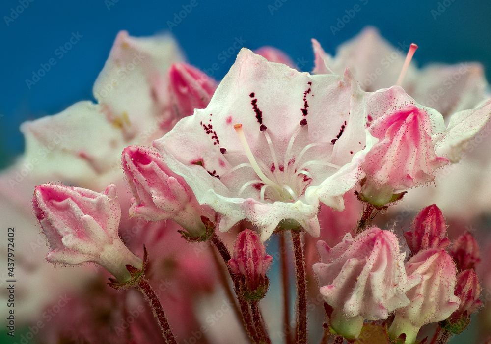 Macro view of blooming flowers of mountain laurel (Kalmia latifolia ...