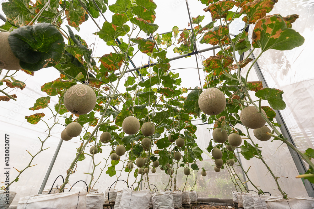tree of melon fruit in the garden Stock Photo | Adobe Stock