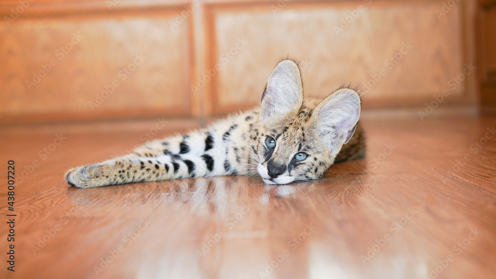 Serval cat, African native cat in North Africa and the Sahel, Saharan ...
