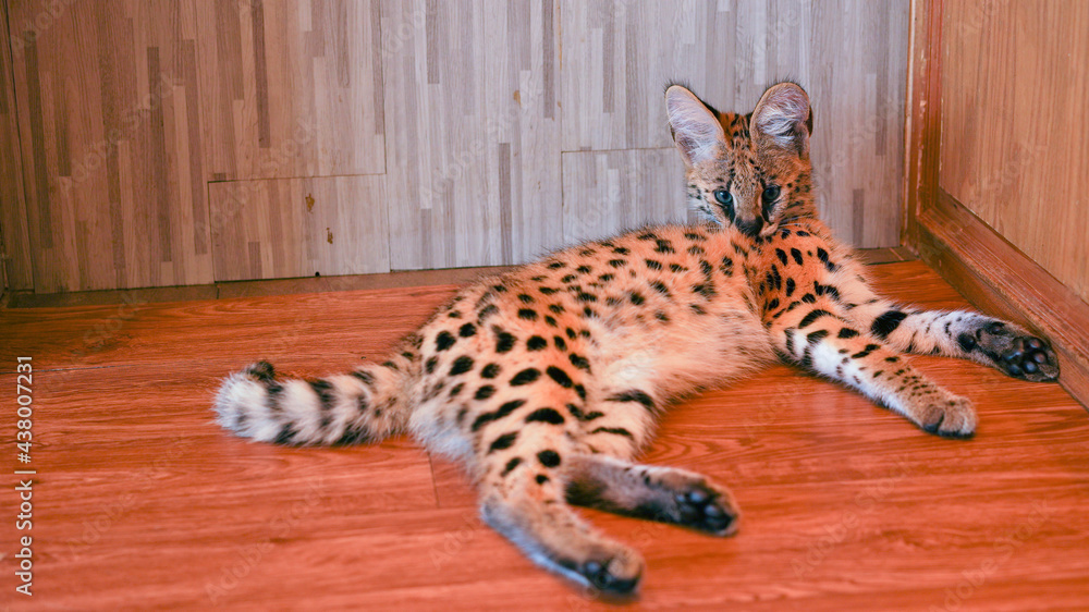 Serval cat, African native cat in North Africa and the Sahel, Saharan ...