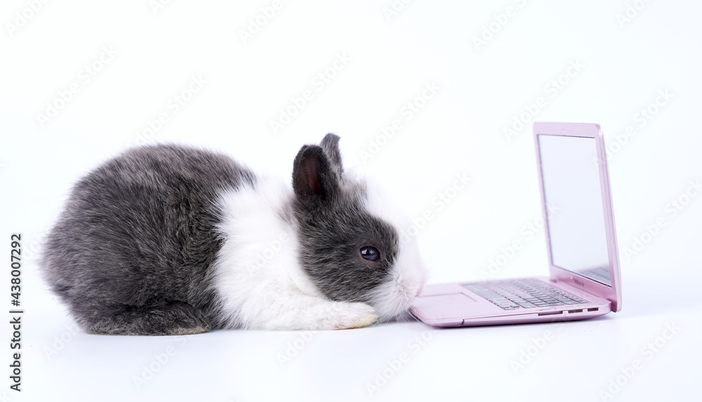 Young kid rabbit operate laptop. Little bunny stare to compute's screen ...