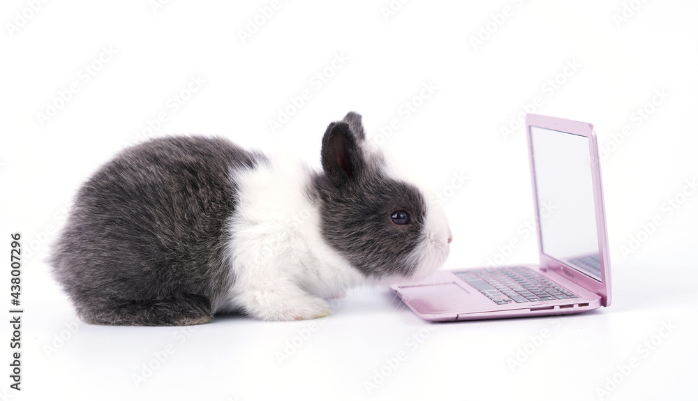 Young kid rabbit operate laptop. Little bunny stare to compute's screen ...