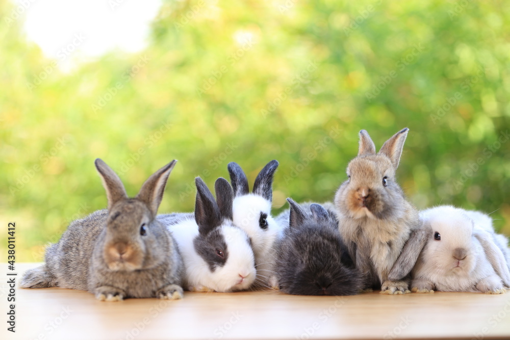 Many young baby rabbit is on wood with green bokeh nature background ...