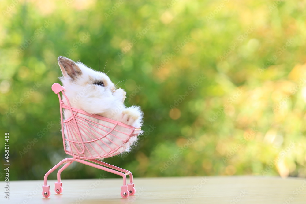 Lovely young baby rabbit with shoppng cart for pet, is on wood with ...