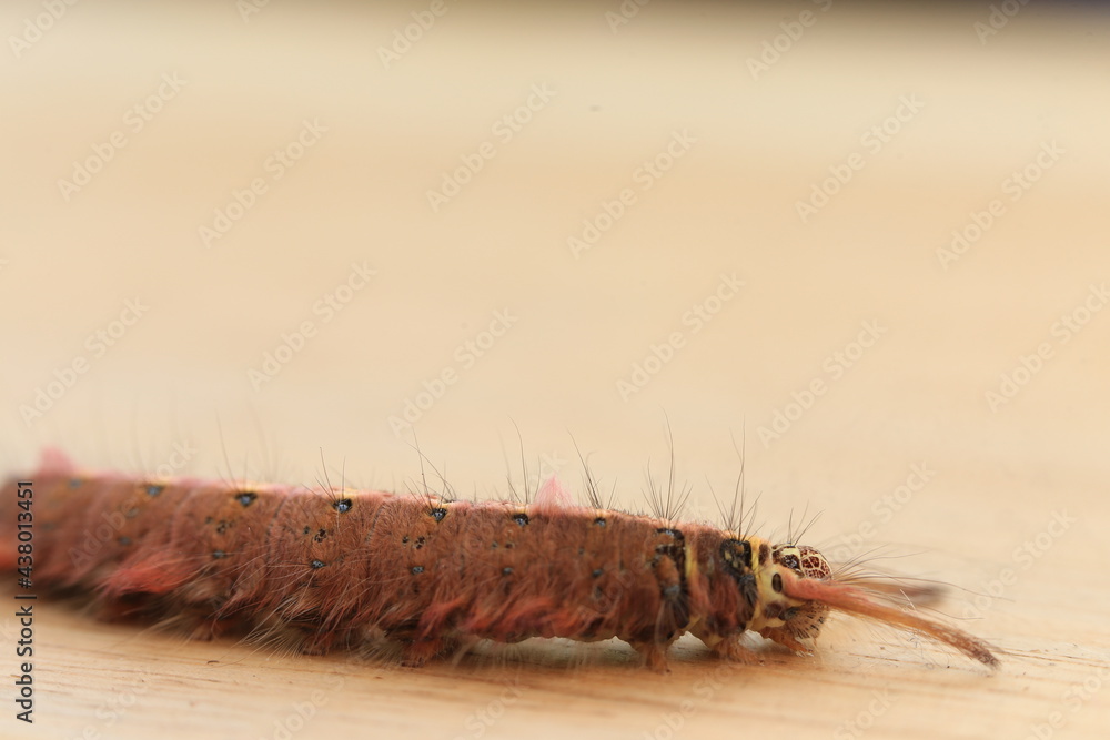 Caterpillar with itchy body to be butterfly. Macro of alive small ...