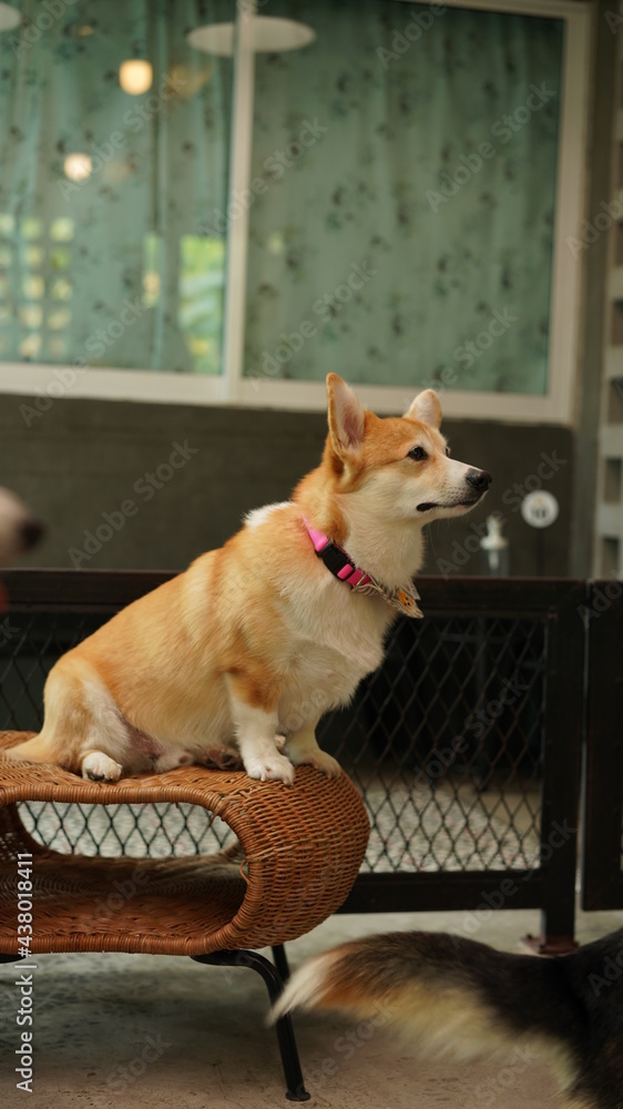 Corgi in modern house. Pembroke Welsh Corgi, originated in ...