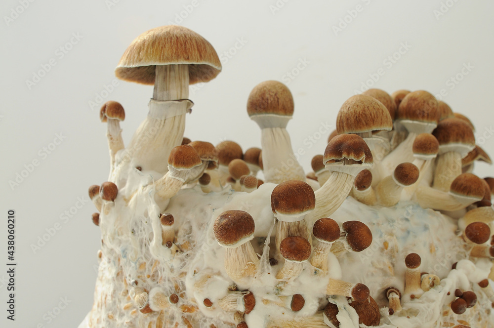 Psilocybin mushrooms Golden Teacher on mycelium block, close-up ...