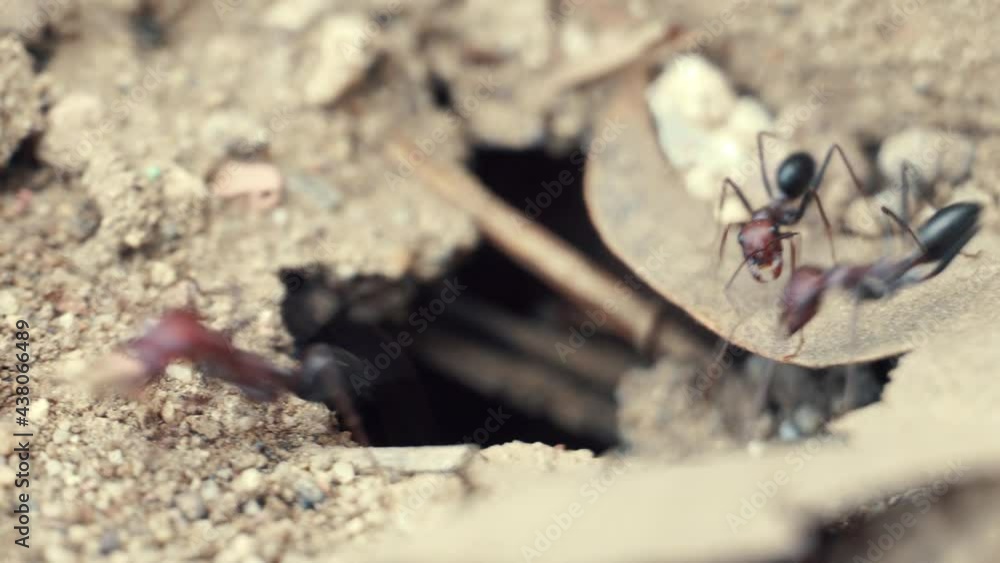 An ant is digging an anthill in the ground.4K Macro vídeo do Stock ...