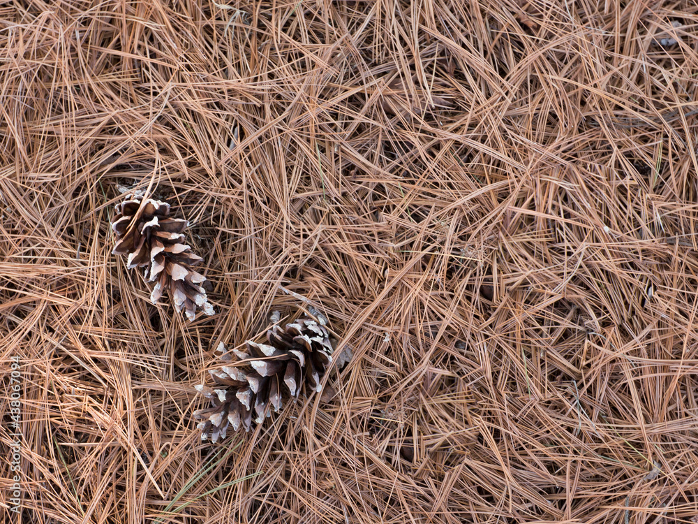 Forest Floor. Horizontal photo of dry brown pine tree needles covering ...