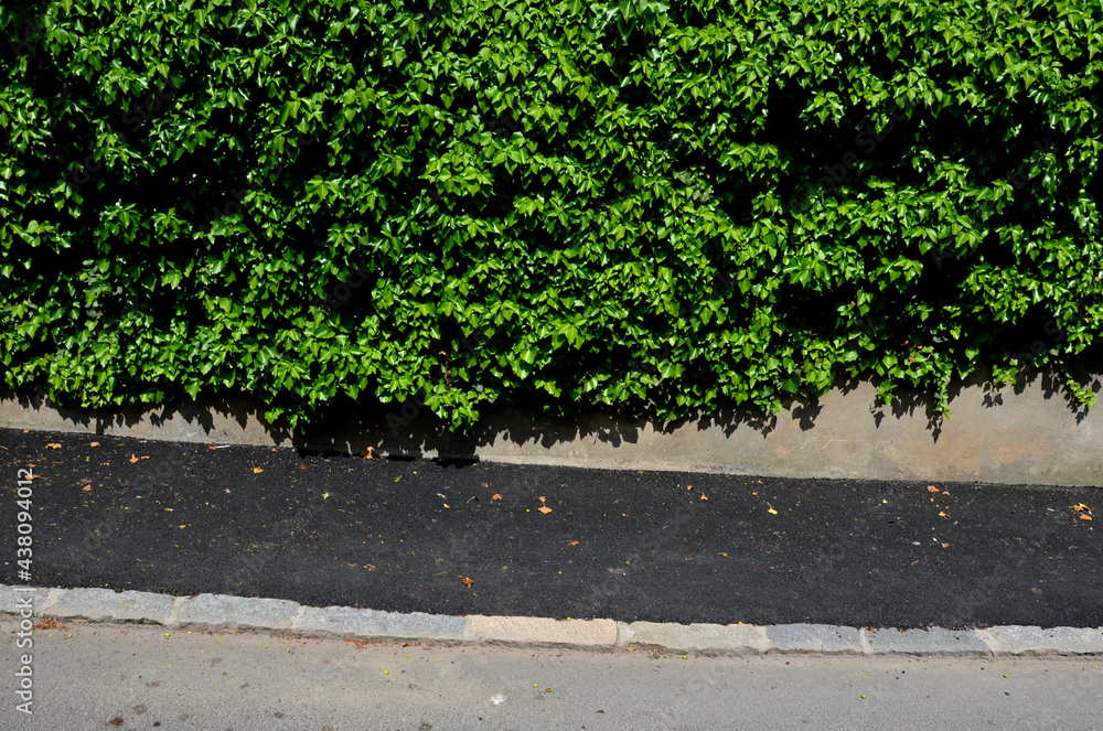 ivy ingrown on a wire fence forms a dense green wall and a screen from ...