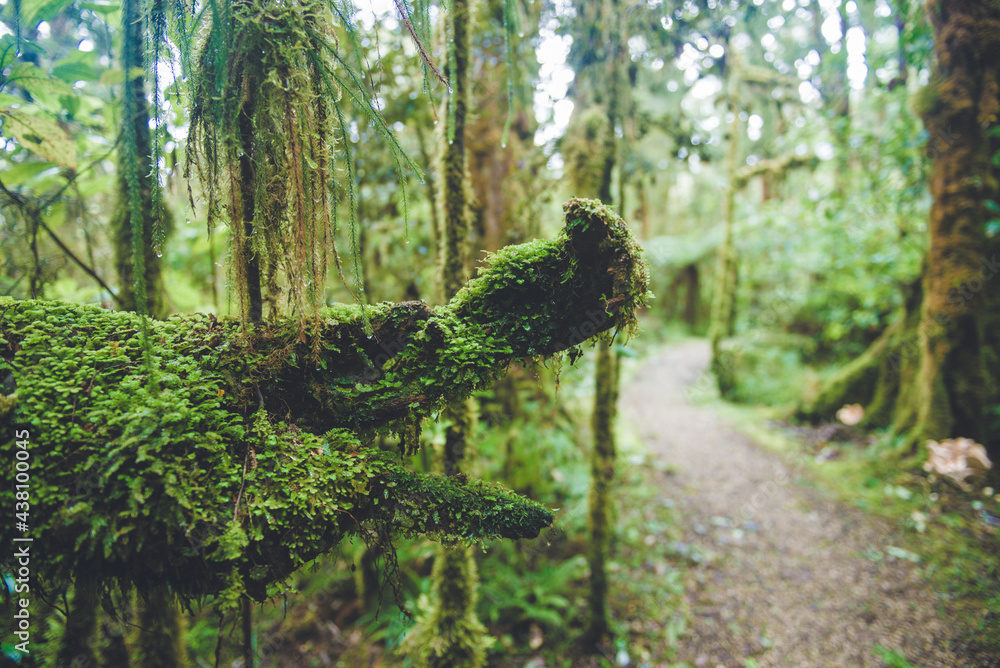Foto de Native bush of Oparara Basin, Kahurangi National Park, New ...