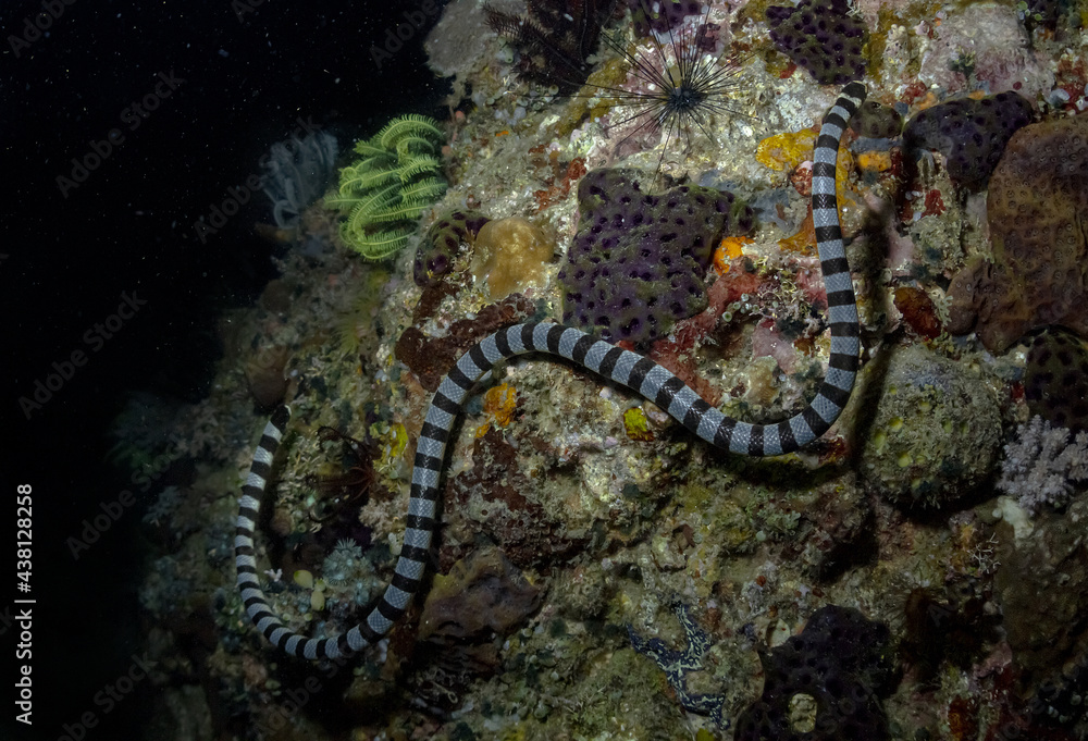 Sea snake swimming on coral reefs under water Stock Photo | Adobe Stock
