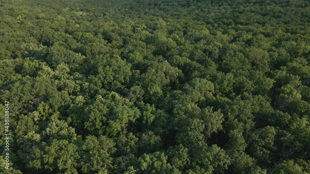 4K Aerial view of Amazon tropical Rainforest, Drone footage from above ...
