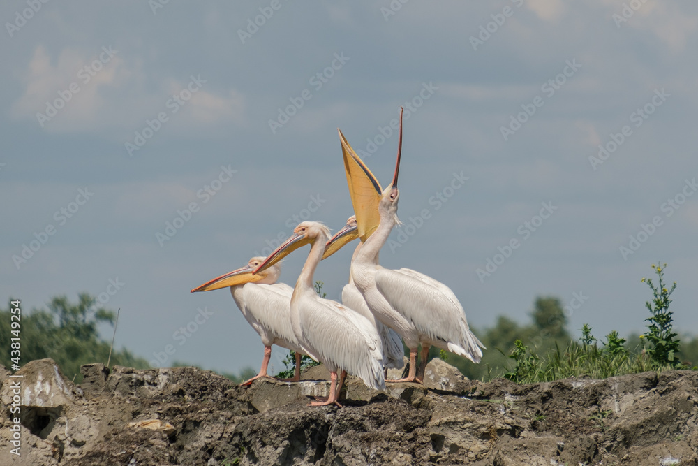 Pelican comun - Great white pelican - Pelecanus onocrotalus Stock Photo ...