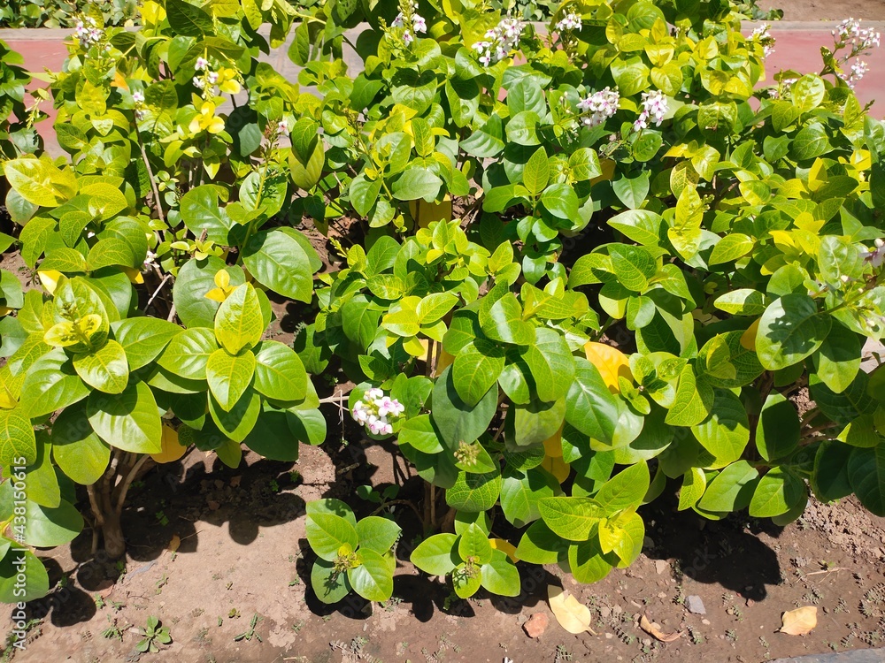 Stockfoto med beskrivningen View of Pseuderanthemum reticulatum, common ...