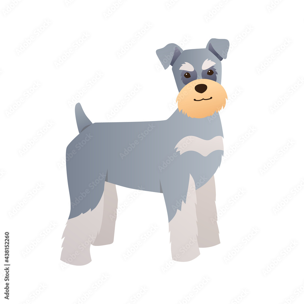 Miniature Schnauzer dog illustration in flat style on white background ...