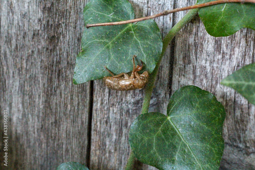 Cicada - Brood X Stock Photo | Adobe Stock