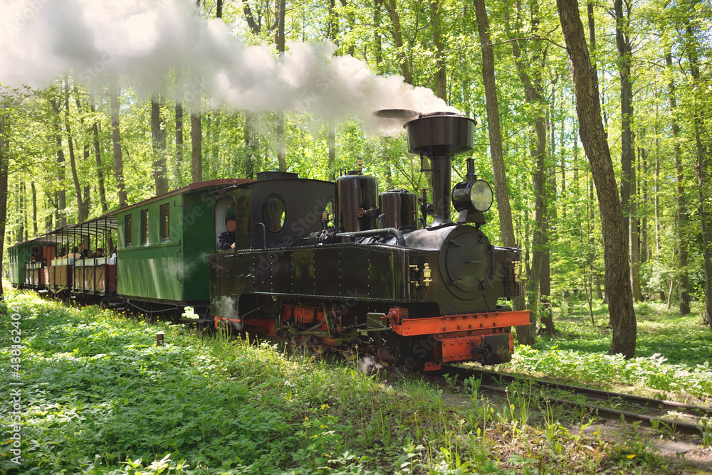 An old green train and black steam locomotive in a deciduous forest ...