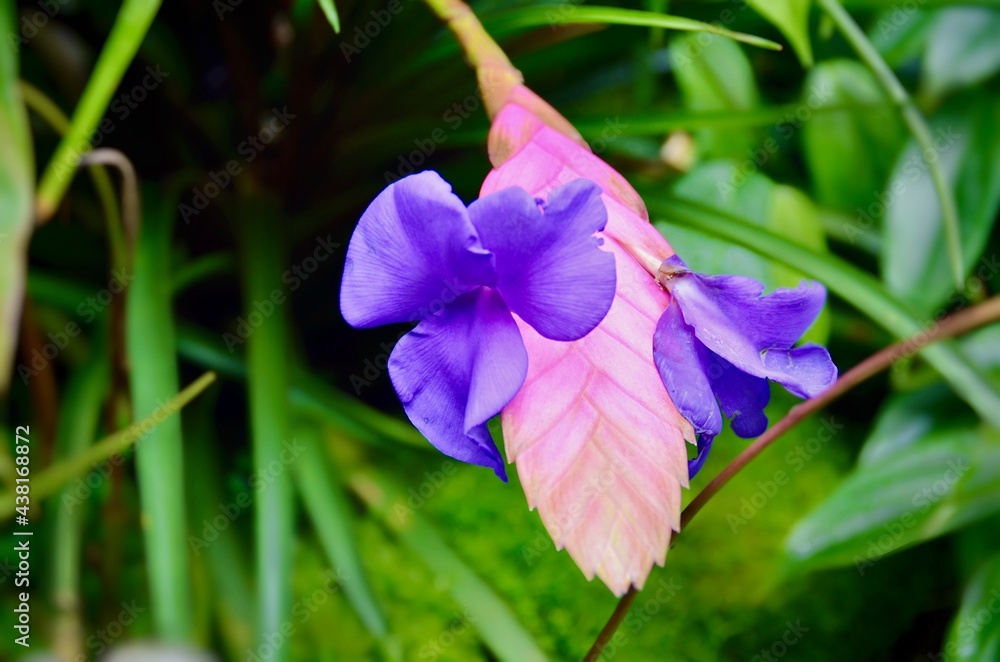 Pink Quill Plant with paddle-shaped spikes of pink bracts with violet ...