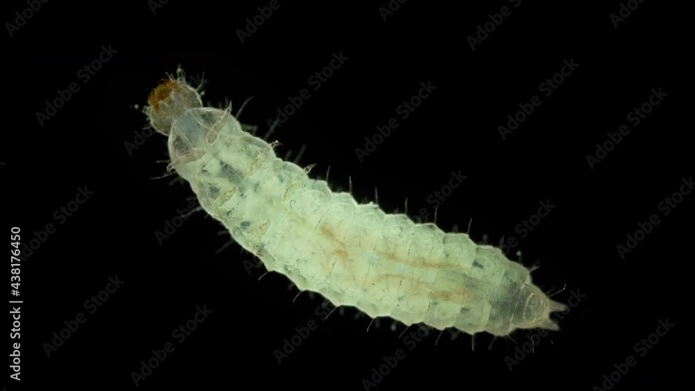 Worm-like larva of an unknown beetle under a microscope, order ...