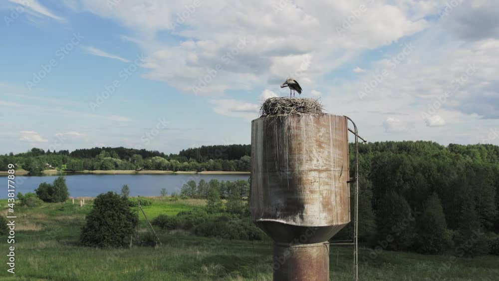 Vidéo Stock White stork nest, adult female stork hatch eggs, stork nest ...