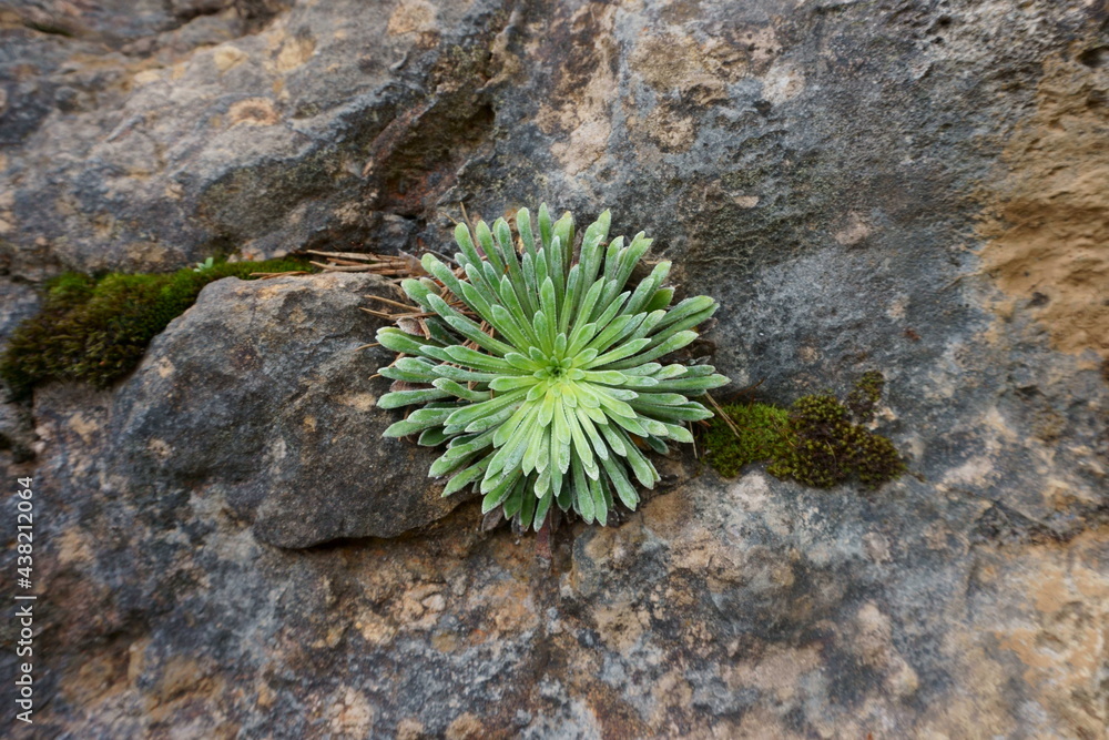 Flor verde que nace en una roca Stock Photo | Adobe Stock