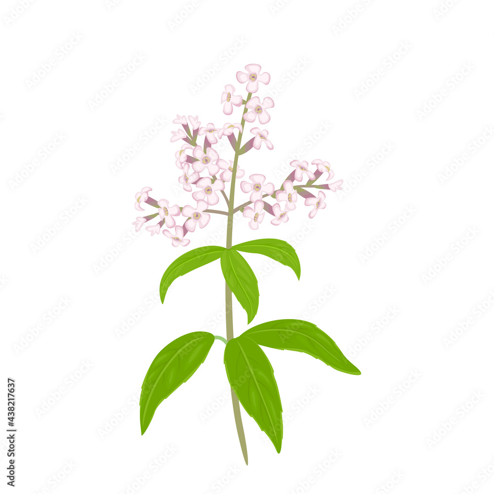 Lemon verbena flower isolated on white background. Vector illustration ...