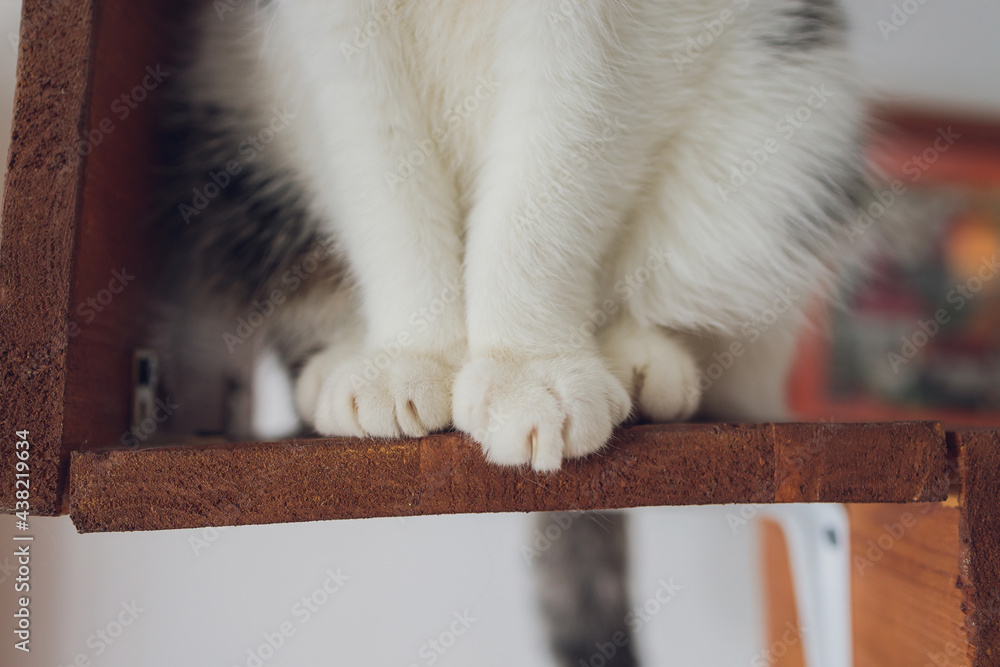 close-up of gray British cat paws sitting on the table. Stock Photo ...