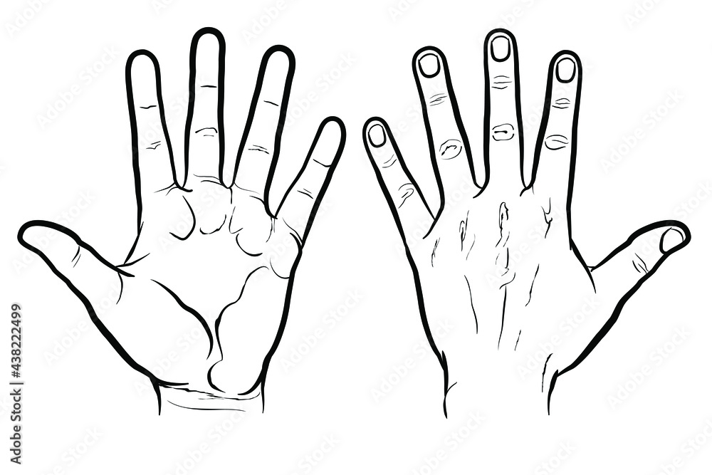 Front and back of hand, outline version. Flat vector drawing isolated ...