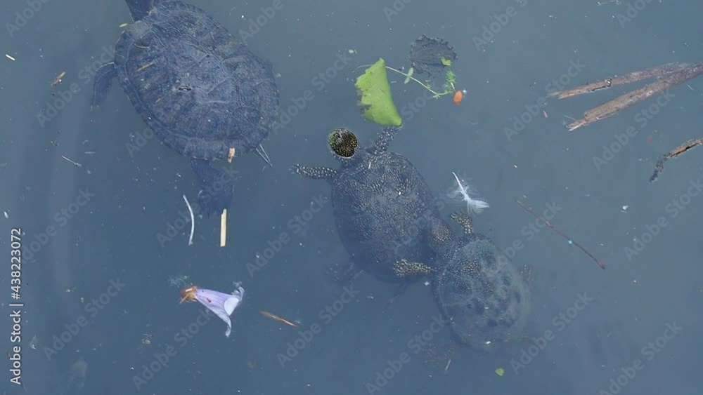 Several red-eared and other aquatic turtles swim in the water, clinging ...