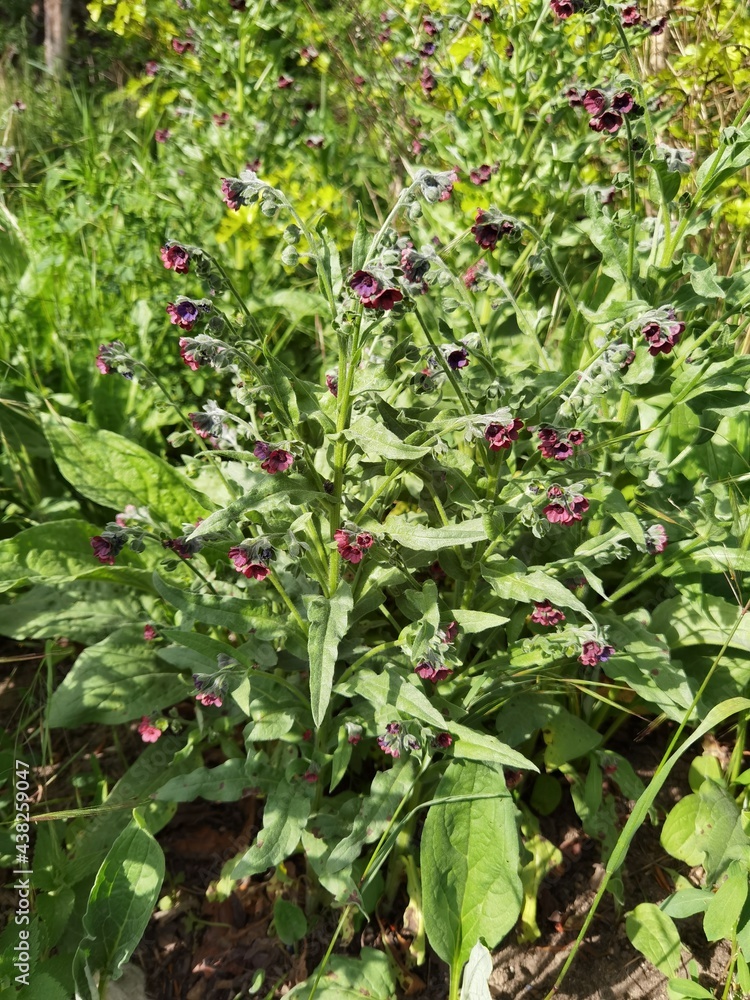 Cynoglossum officinale (houndstongue, houndstooth, dog's tongue, gypsy ...