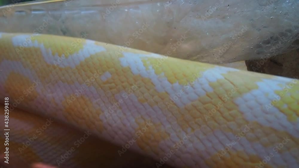 The albino royal yellow python changes skin. The Pythonidae is a family ...