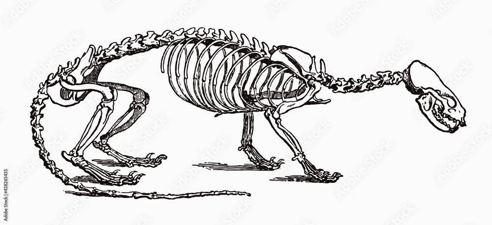 Eurasian otter lutra skeleton in profile view, after antique engraving ...
