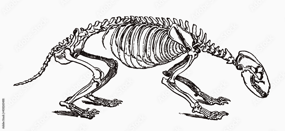 Common badger meles skeleton in profile view, after antique engraving ...