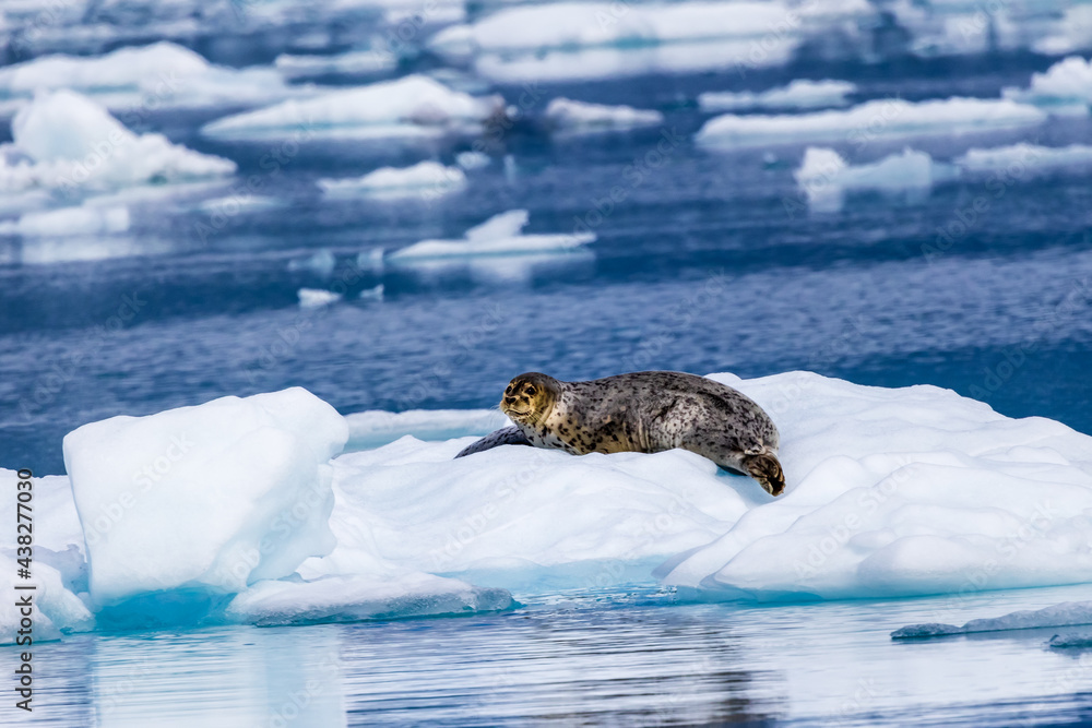Harbor seal floating on iceberg in Prince William Sound near where the ...