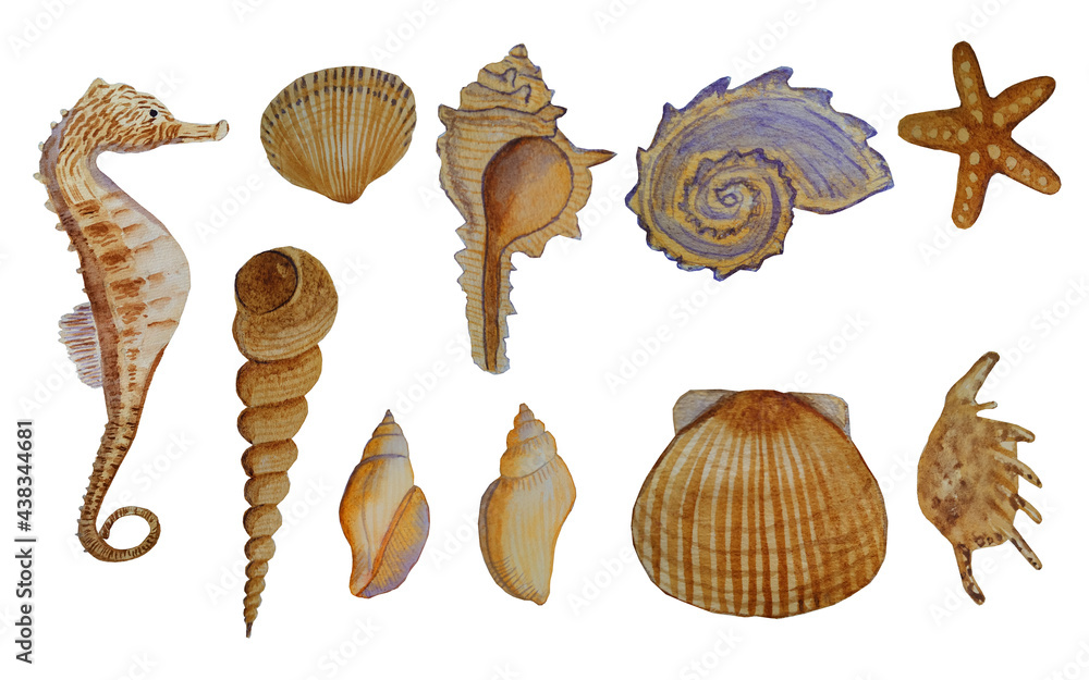 Seahorse seashells mollusks starfish illustration clipart set of ...