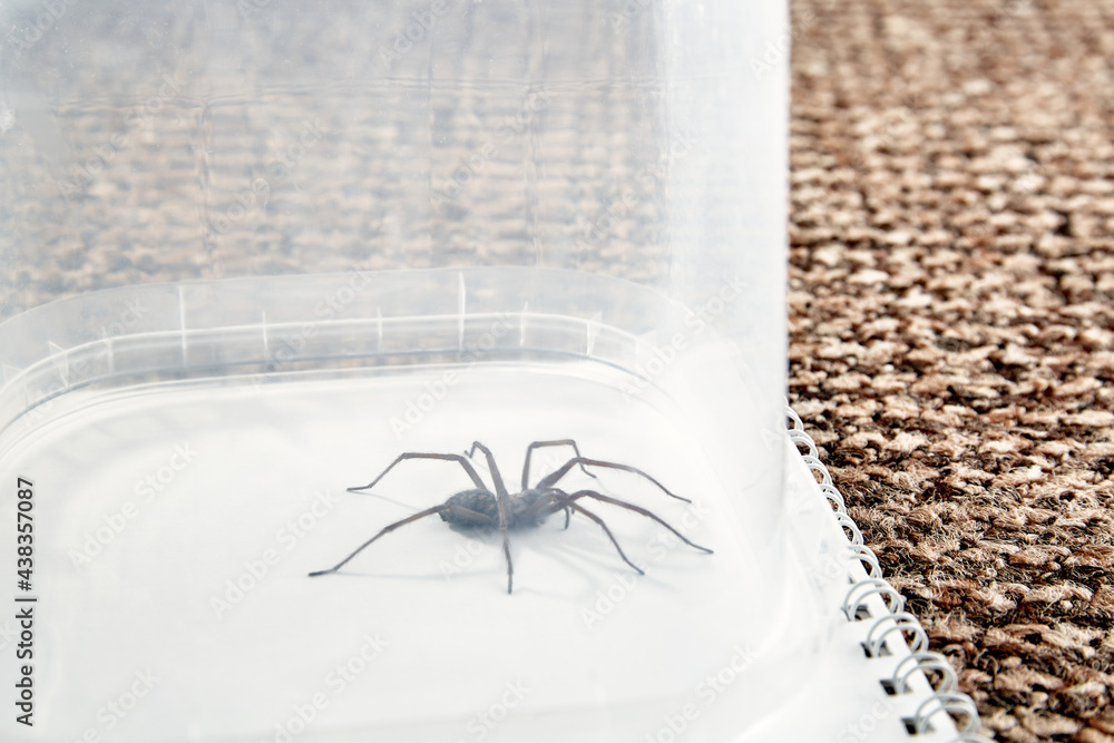 Big predatory spider trapped. Isolated on white background. Large ...