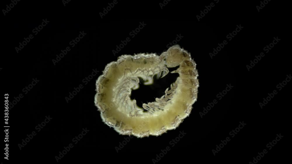 centipede Diplopoda Millipede under a microscope, Phylum Arthropoda ...