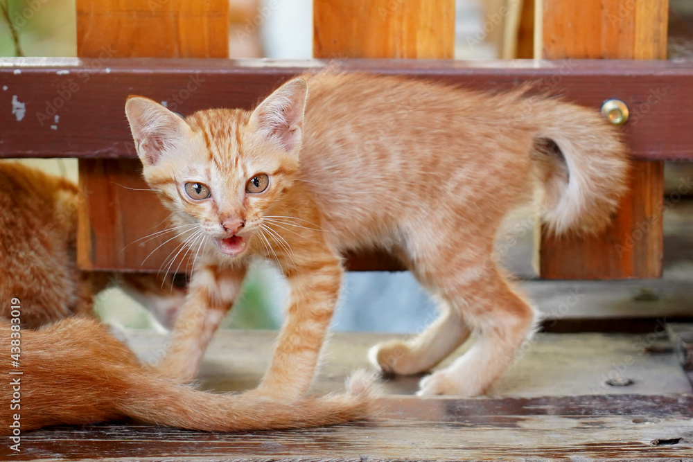angry and fierce kitten hisses with an open mouth, shows teeth ...