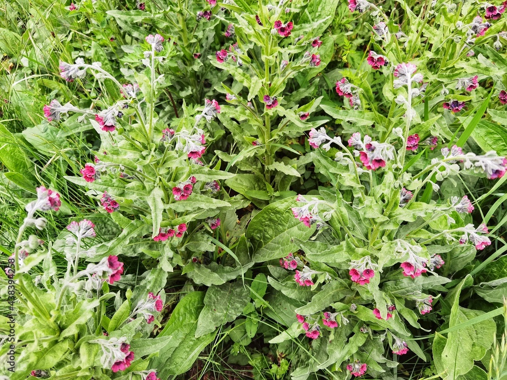 Cynoglossum officinale (houndstongue, houndstooth, dog's tongue, gypsy ...