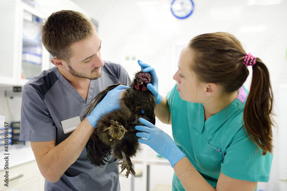 Veterinarians inspection of chickens. Veterinary clinic during work ...