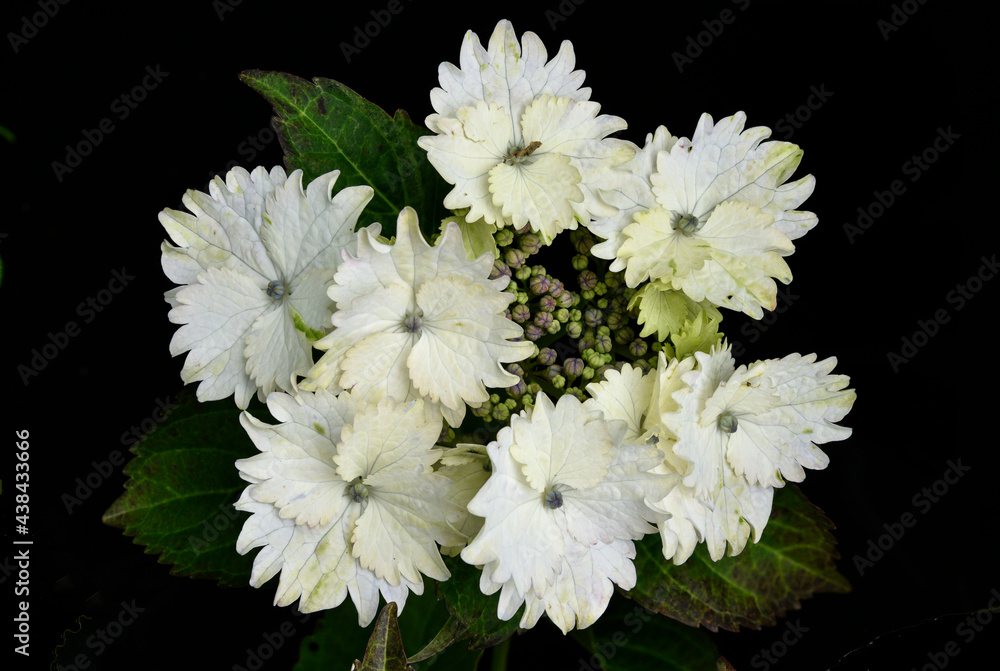 Fleurs blanches Hotensia Koria Hydrangea macrophylla Stock Photo ...