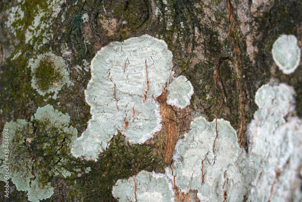Lichens on the tree bark, Lichens are symbiotic fungi and algae Stock ...