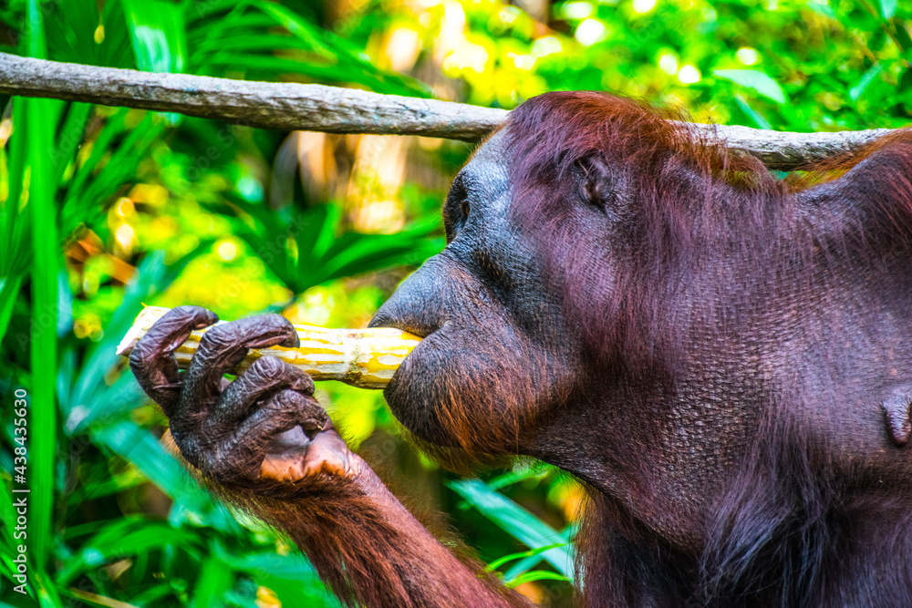 Orangutans are great apes native to the rainforests of Indonesia and ...