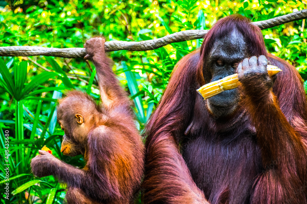 Orangutans are great apes native to the rainforests of Indonesia and ...