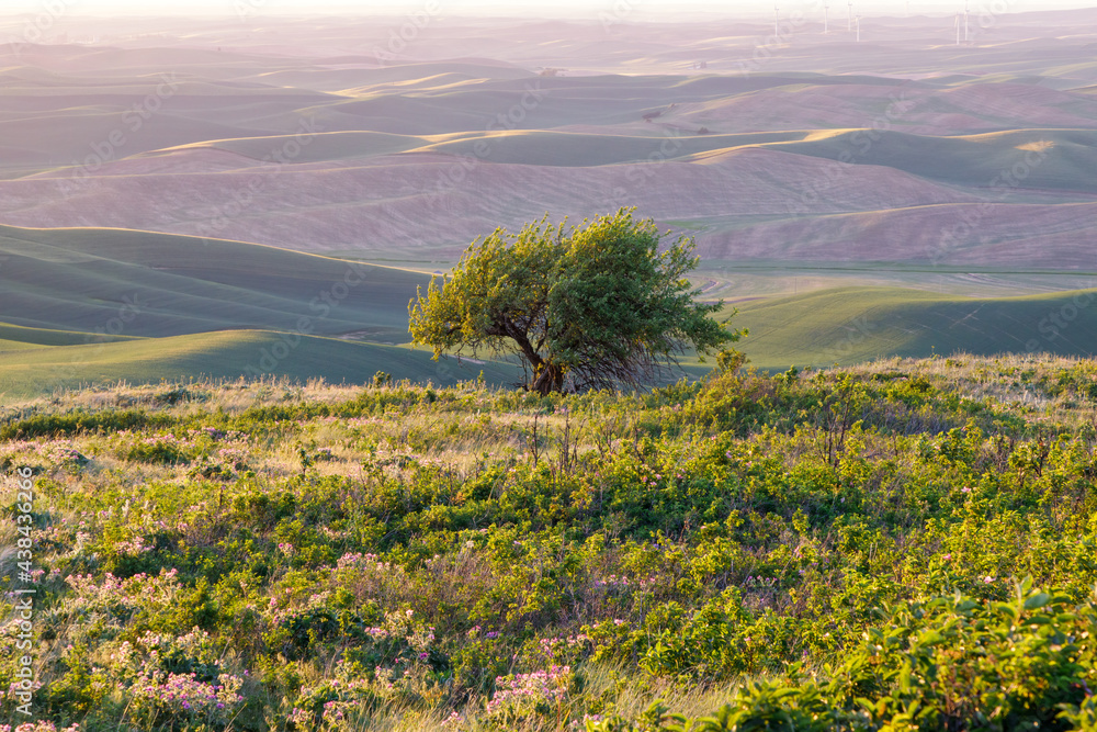 A lone tree on a wind-swept hill in the spring with wheat fields in ...