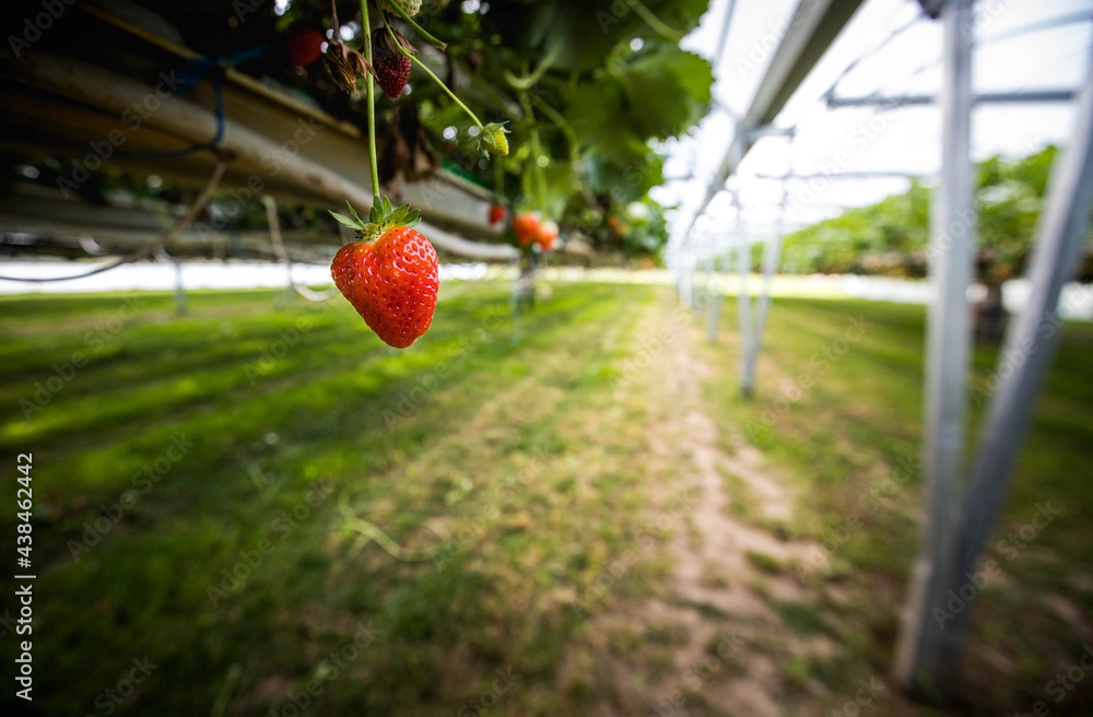 Culture de fraises hors sol, champs de fraise sous serre dans les ...
