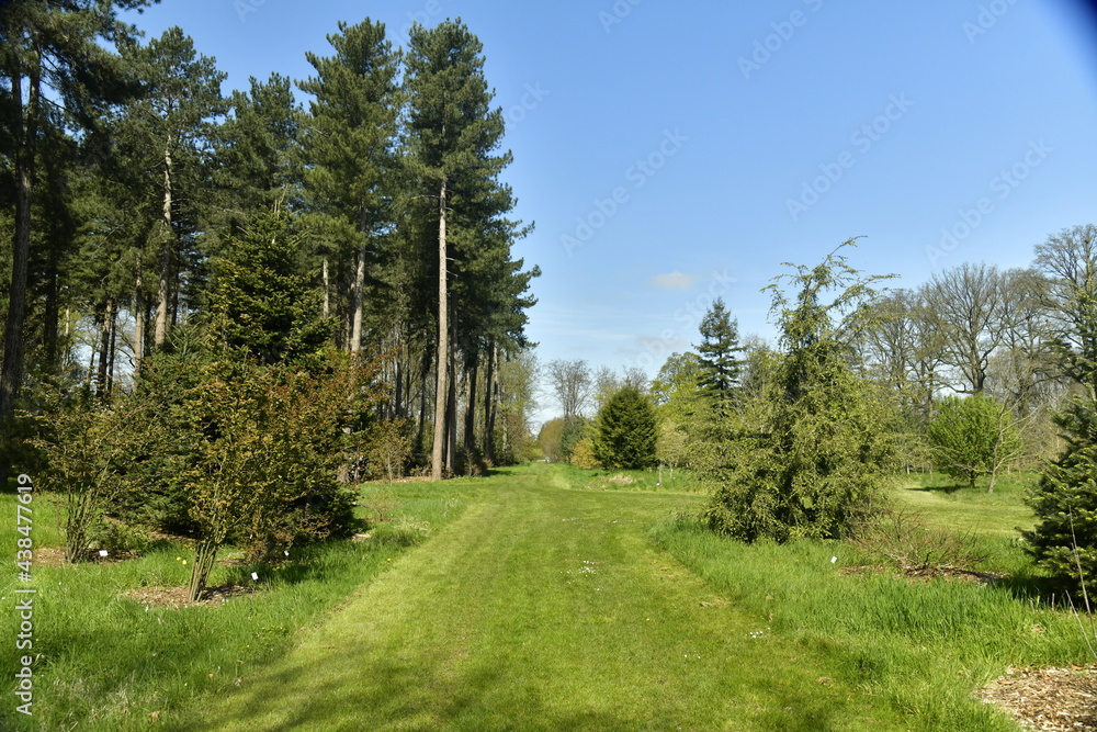 Chemin en gazon entre les différents feuillus et conifères rares à l ...