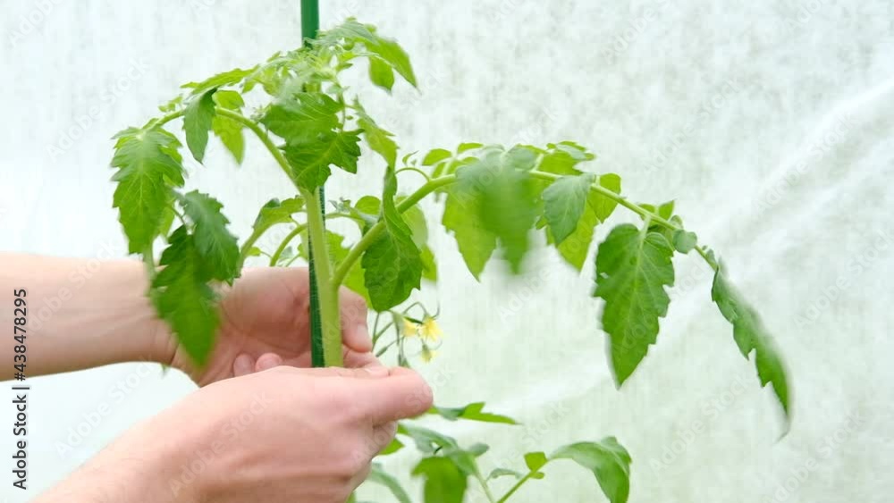 The gardener ties a stalk of tomatoes with a jute rope to a metal stick ...